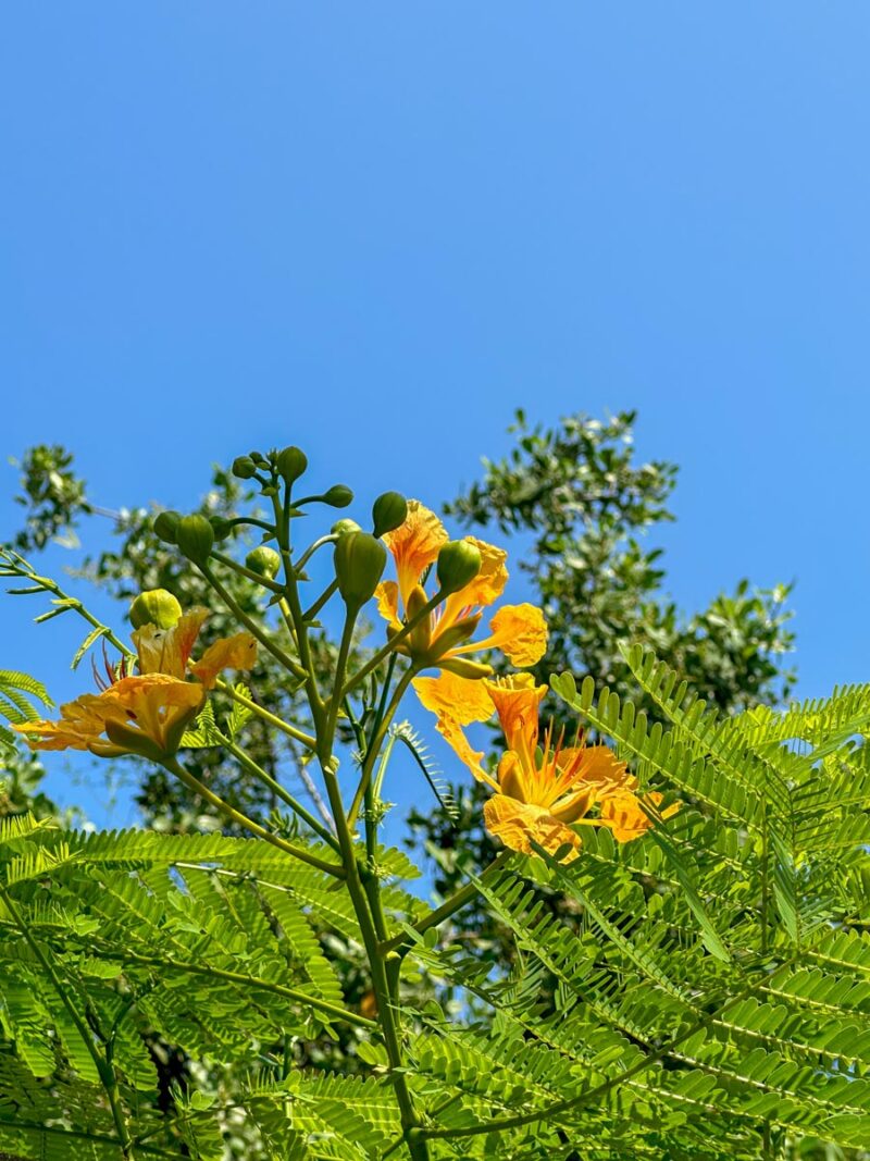 I Love the June Flamboyant Trees of Ambergris Caye | San Pedro Scoop