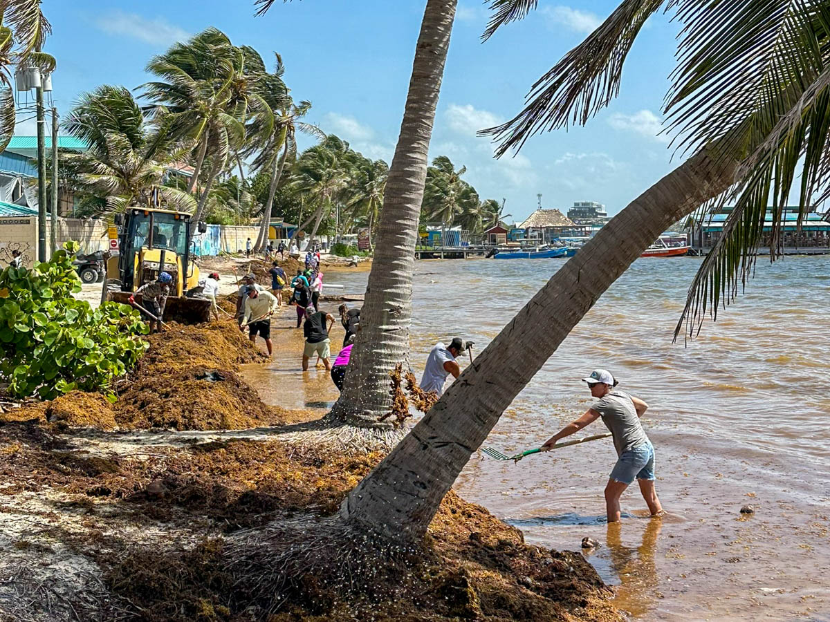 Why Belize Must Act Now on the Sargassum Crisis in Ambergris Caye | San Pedro Scoop